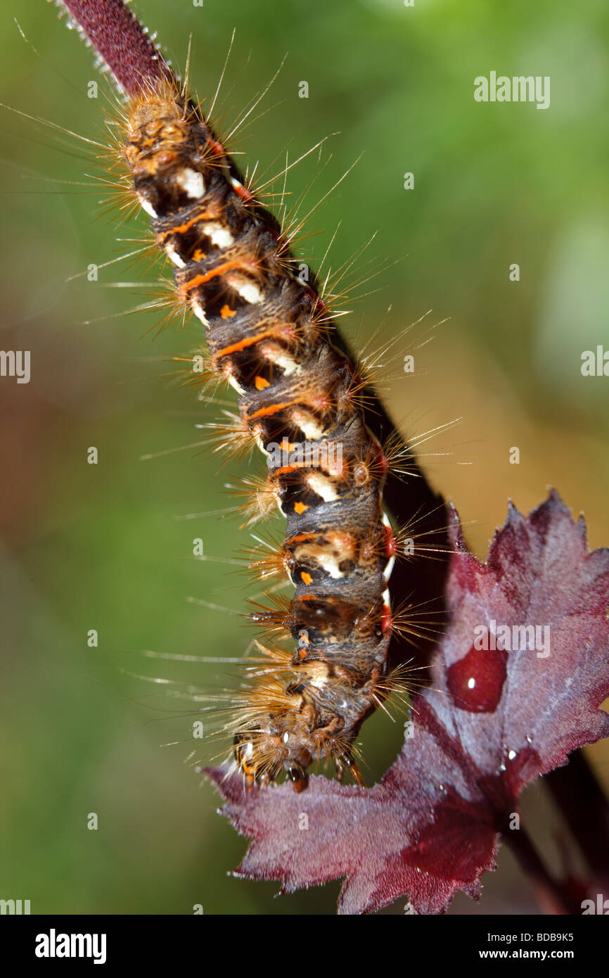 Knot grass, Syraftonfly (Acronicta rumicis Stock Photo - Alamy