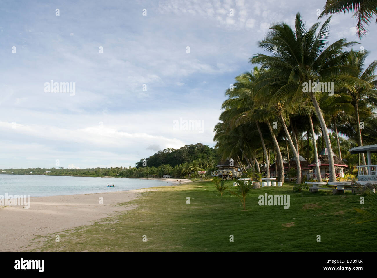 Coconut tree on beach, Manase, Savai'i Island, Western Samoa Stock ...