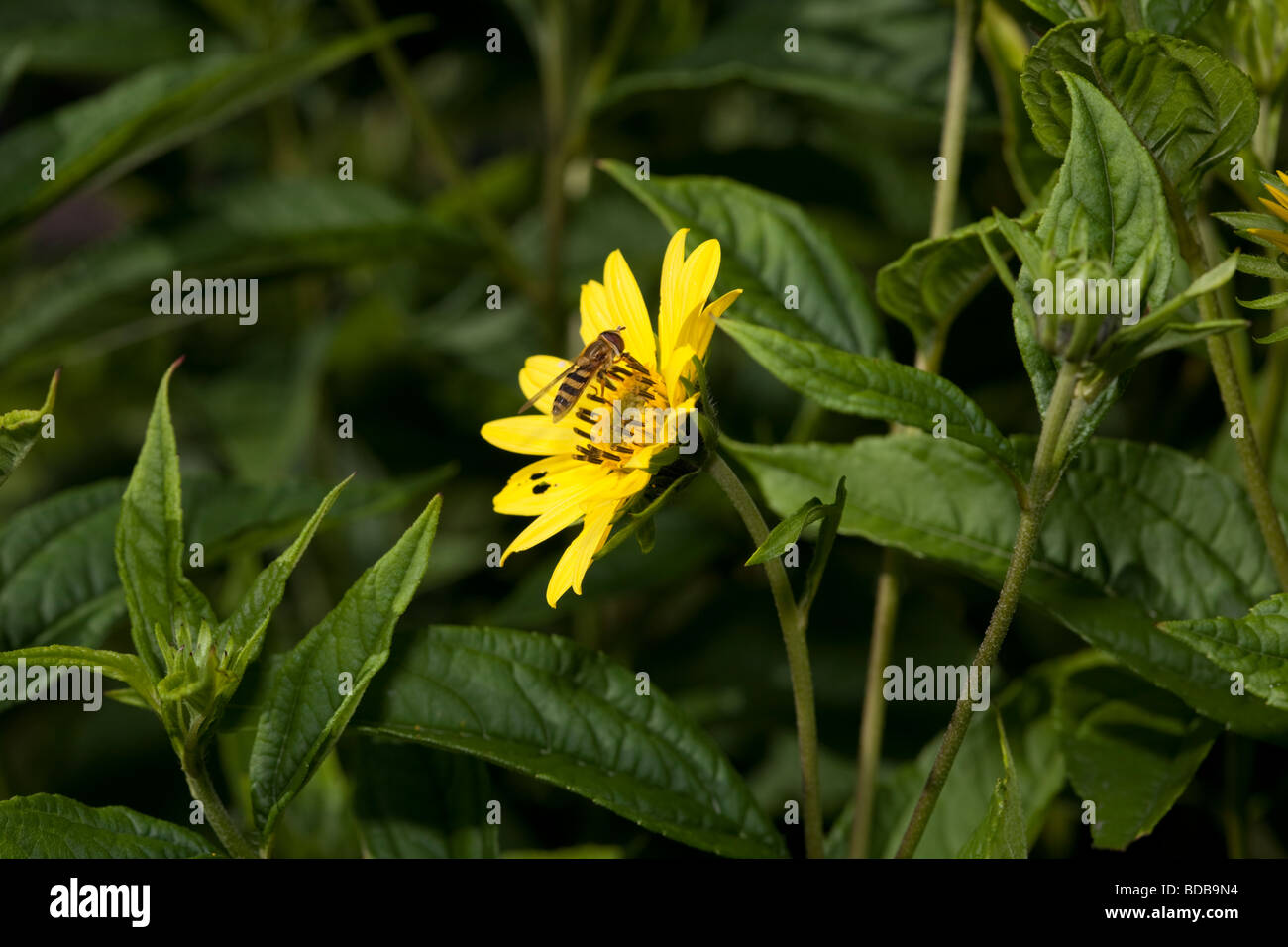 Cheerful Sunflower, Präriesolros (Helianthus x laetiflorus Stock Photo ...