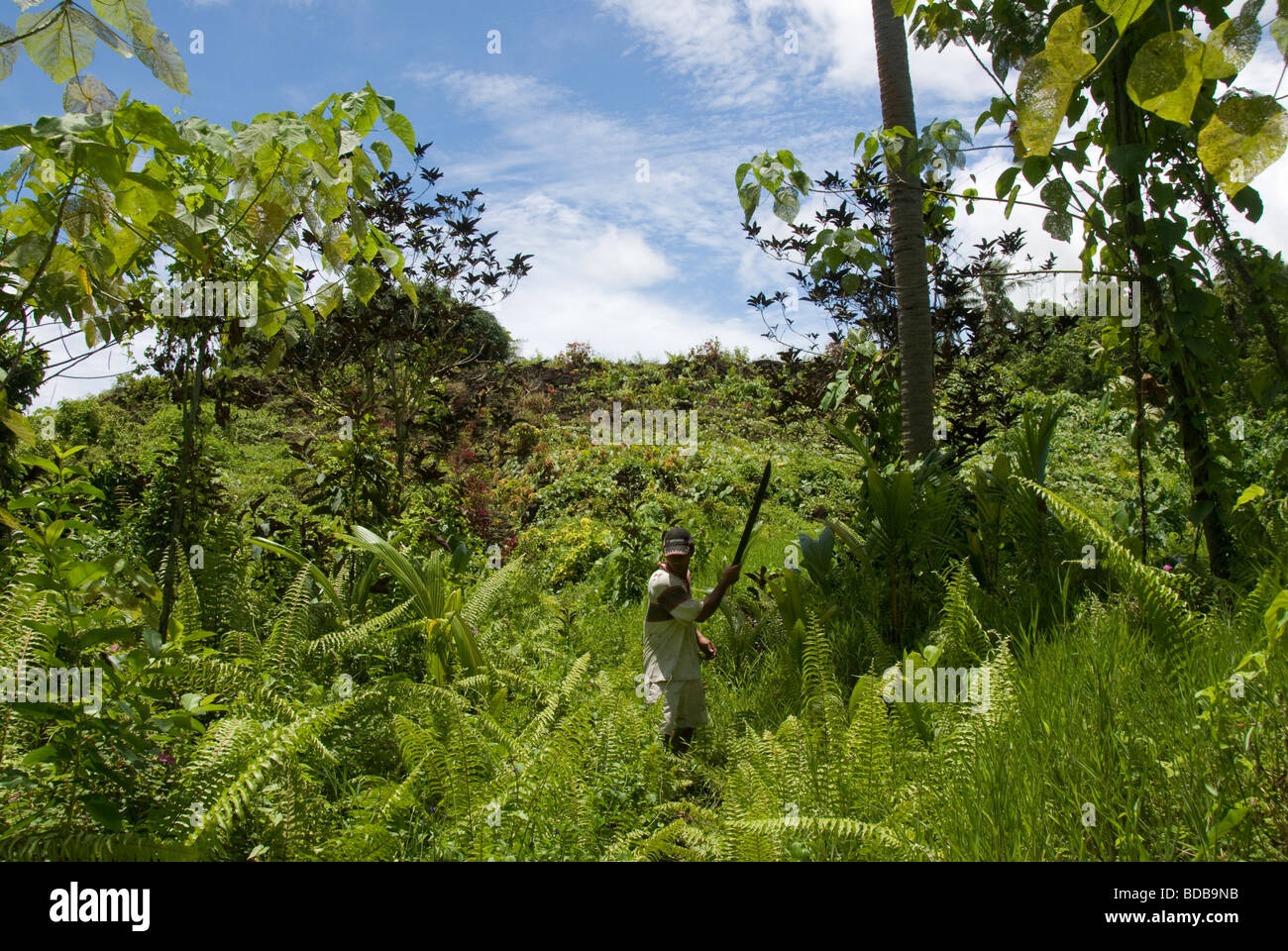 Man clearing weeds in Coconut plantation, Pulemelei, Savai'i, Western ...