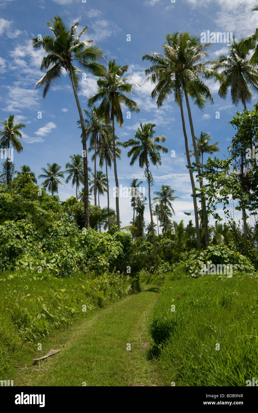 Track through Coconut trees in plantation, Savai'i, Western Samoa Stock ...