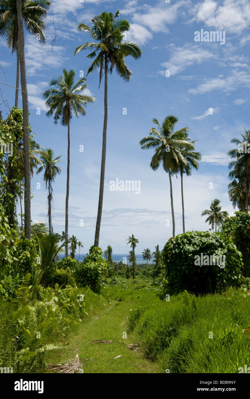 Pulemelei samoa hi-res stock photography and images - Alamy