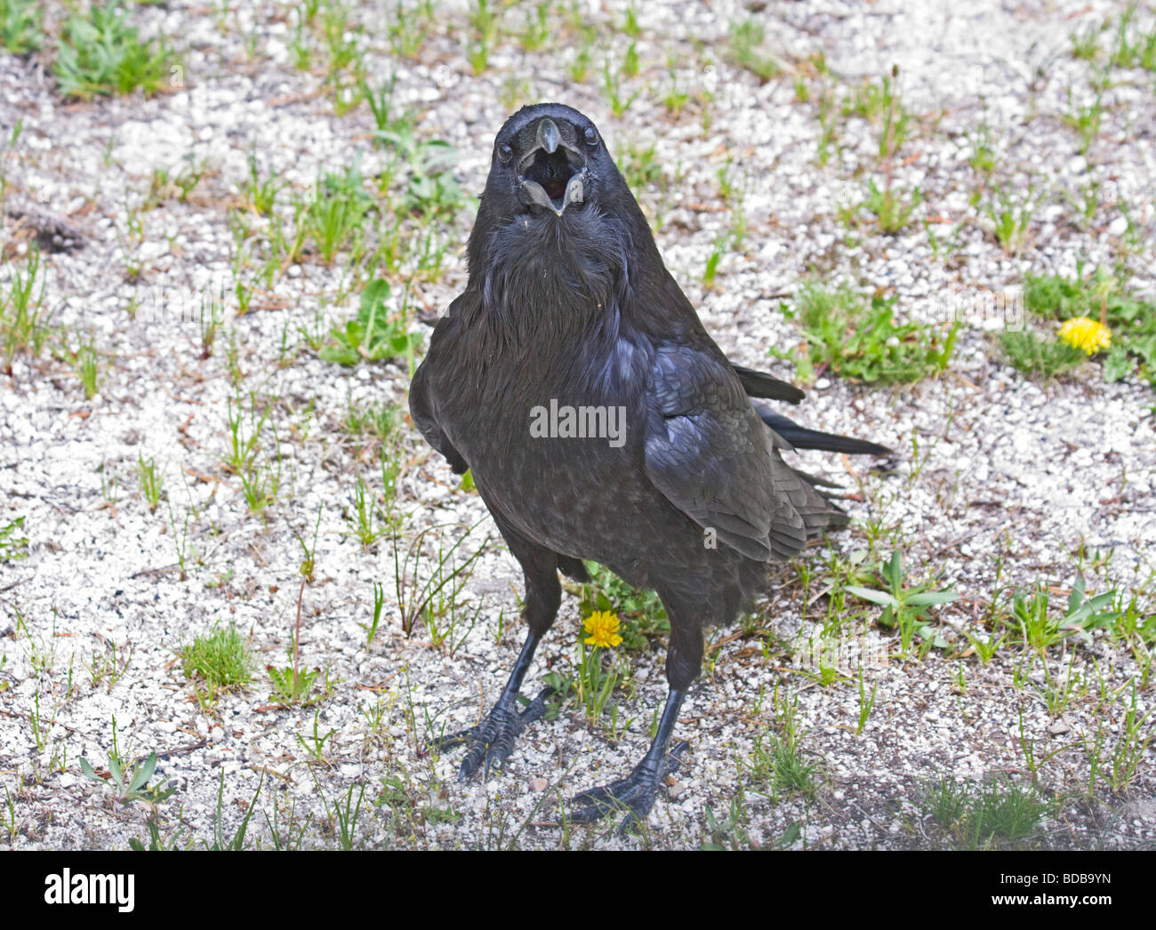 Common Raven Yellowstone National Park USA Stock Photo - Alamy