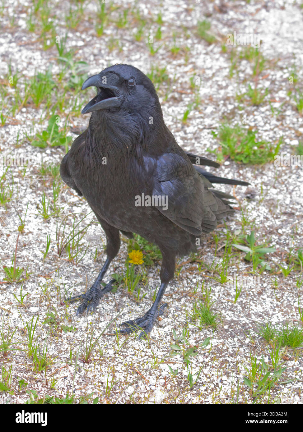 Raven yellowstone yellowstone national park hi-res stock photography ...