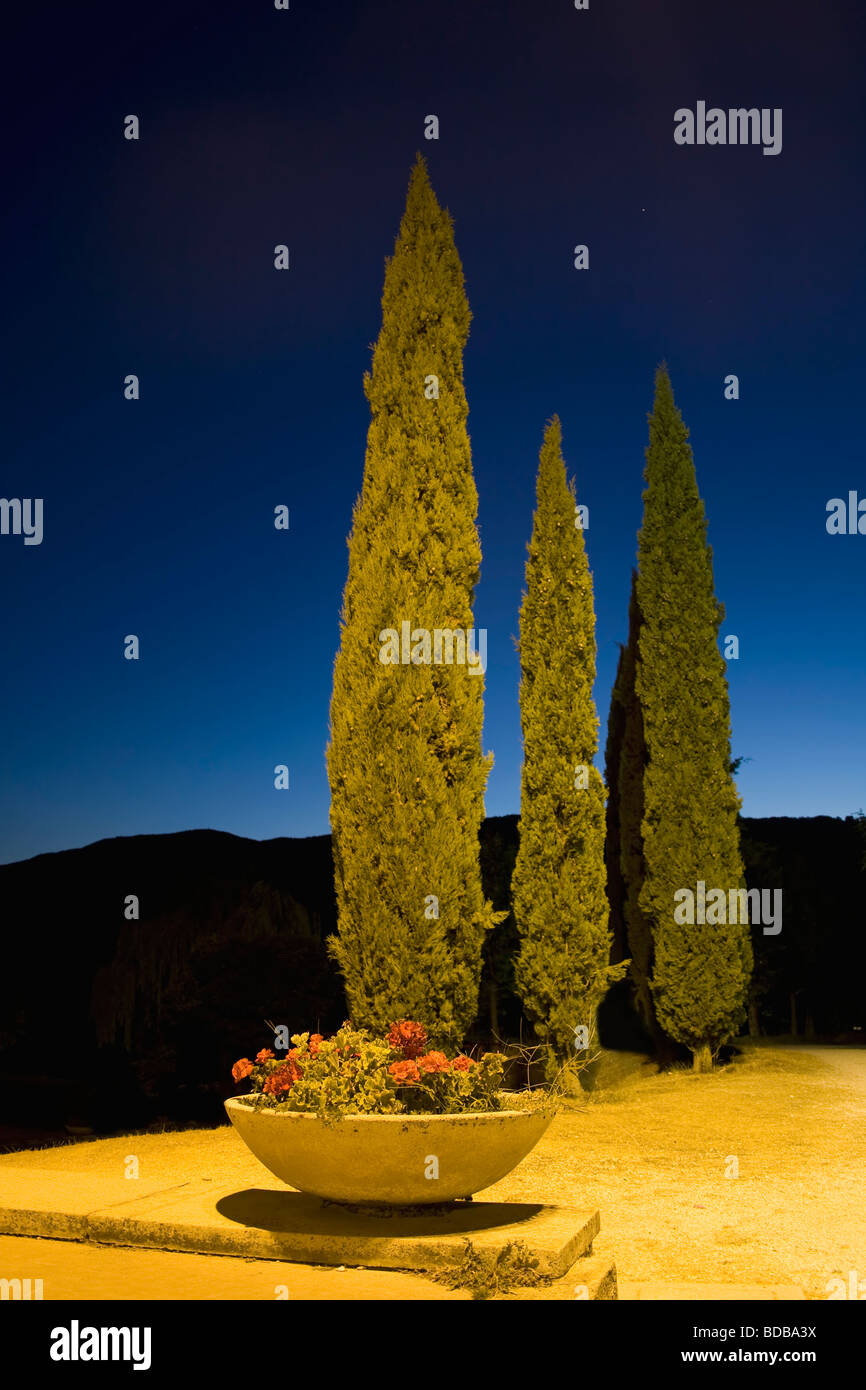 Tall cypress trees hi-res stock photography and images - Alamy
