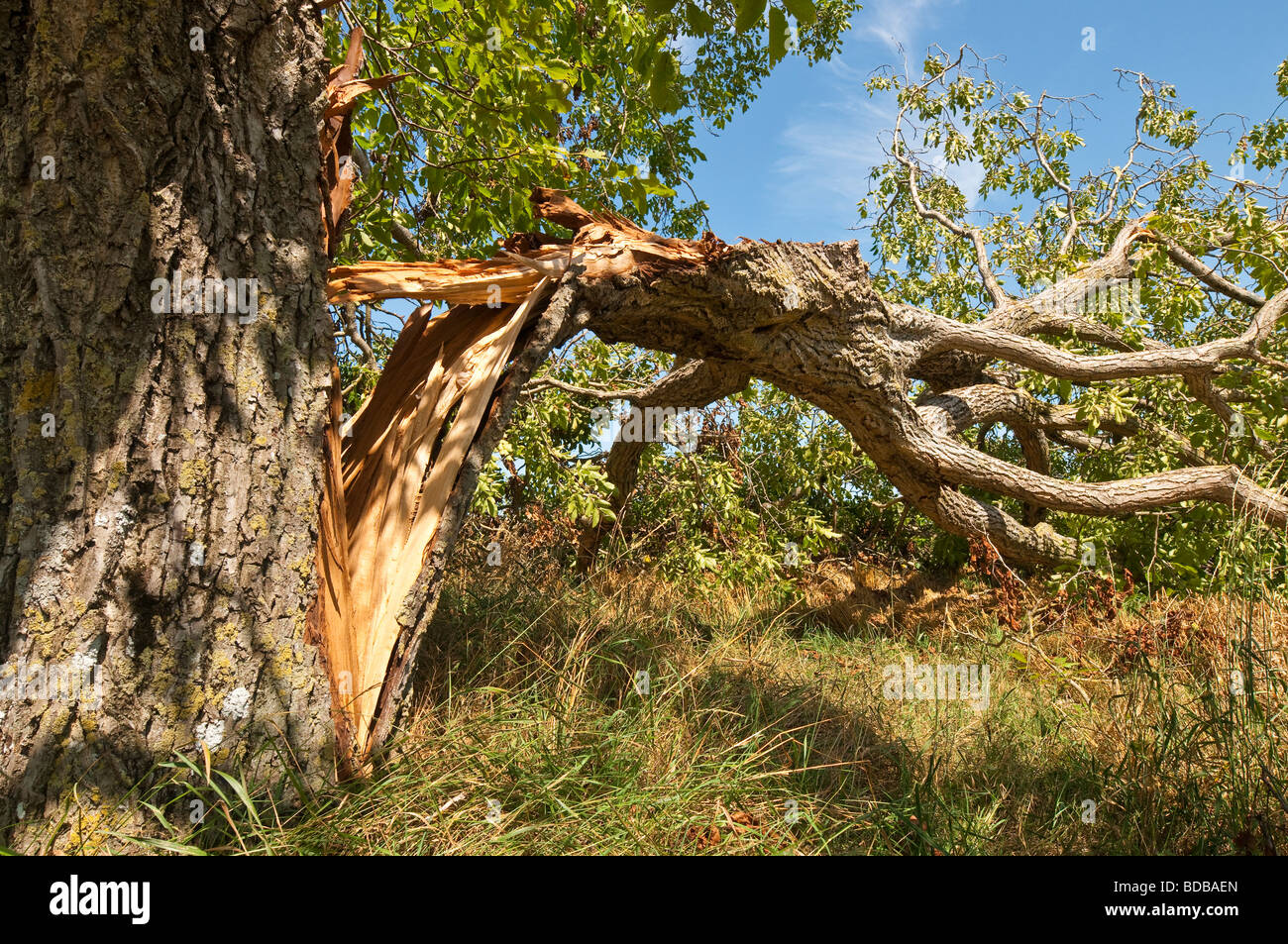 Wind damaged tree hi-res stock photography and images - Alamy
