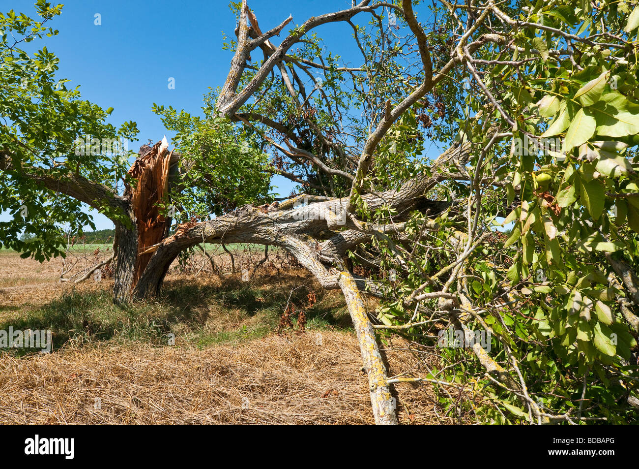 Dead walnut tree hi-res stock photography and images - Alamy