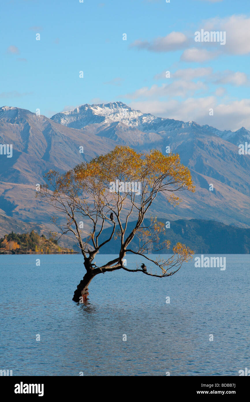 A tree growing in lake Wanaka in New Zealand Stock Photo - Alamy