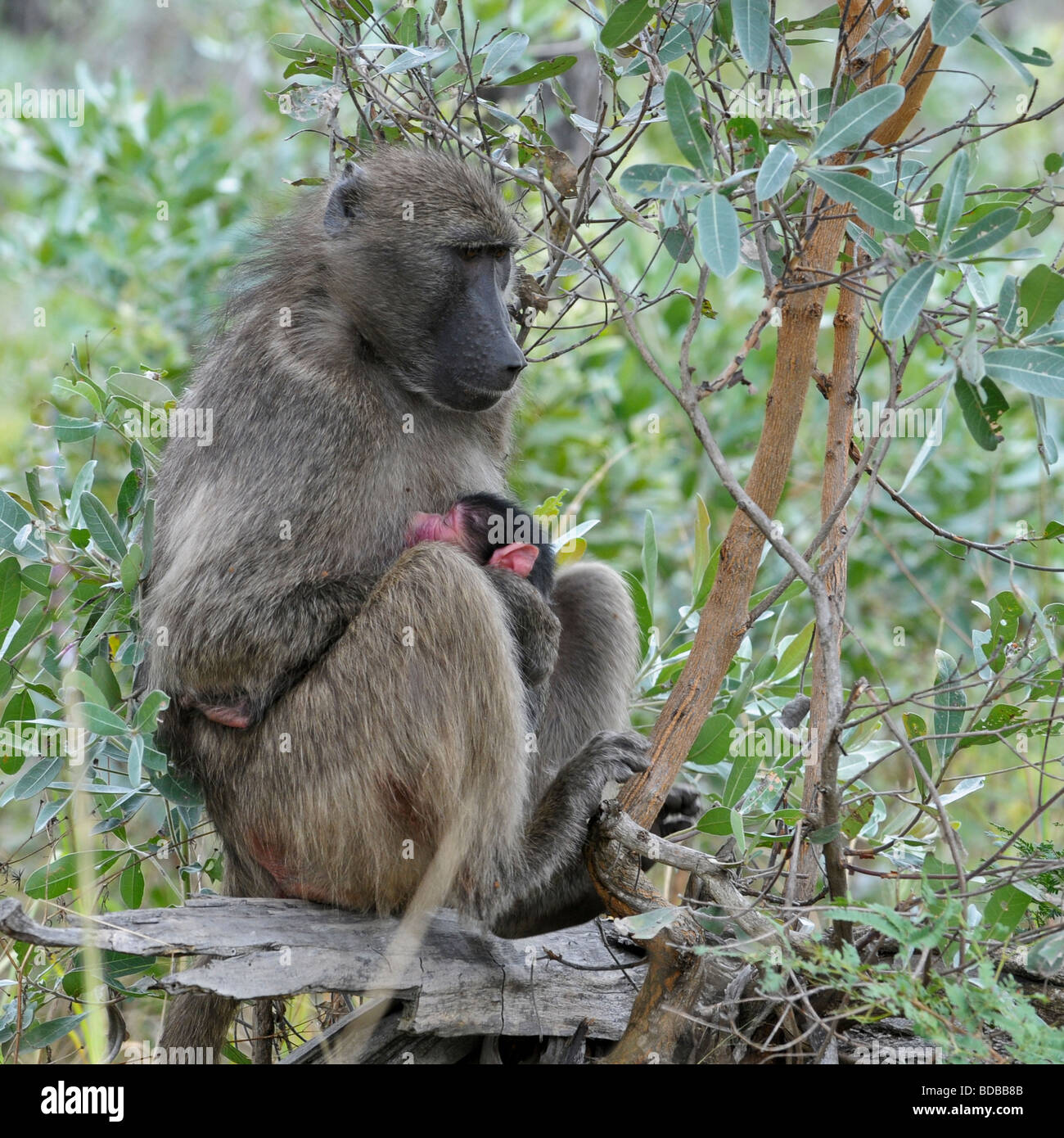 Female baboon hi-res stock photography and images - Alamy