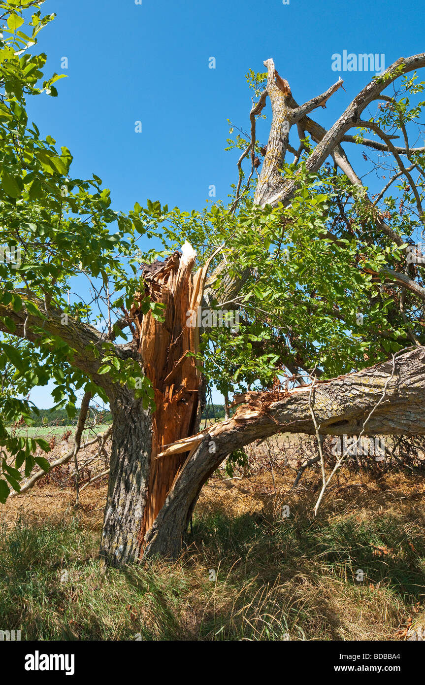 Storm damaged Walnut tree - sud-Touraine, France Stock Photo - Alamy