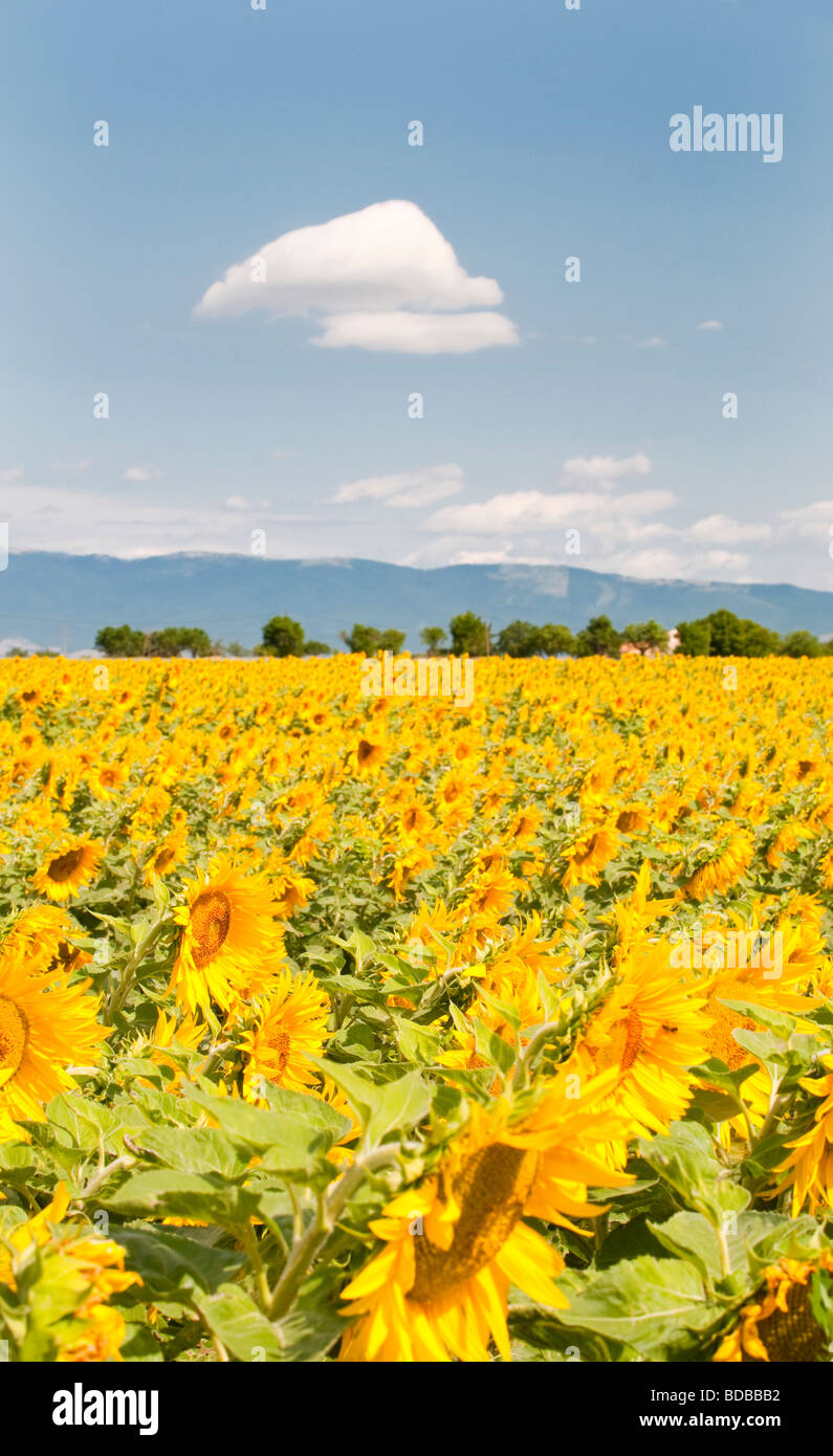 Field of sunflowers, Provence, France Stock Photo - Alamy