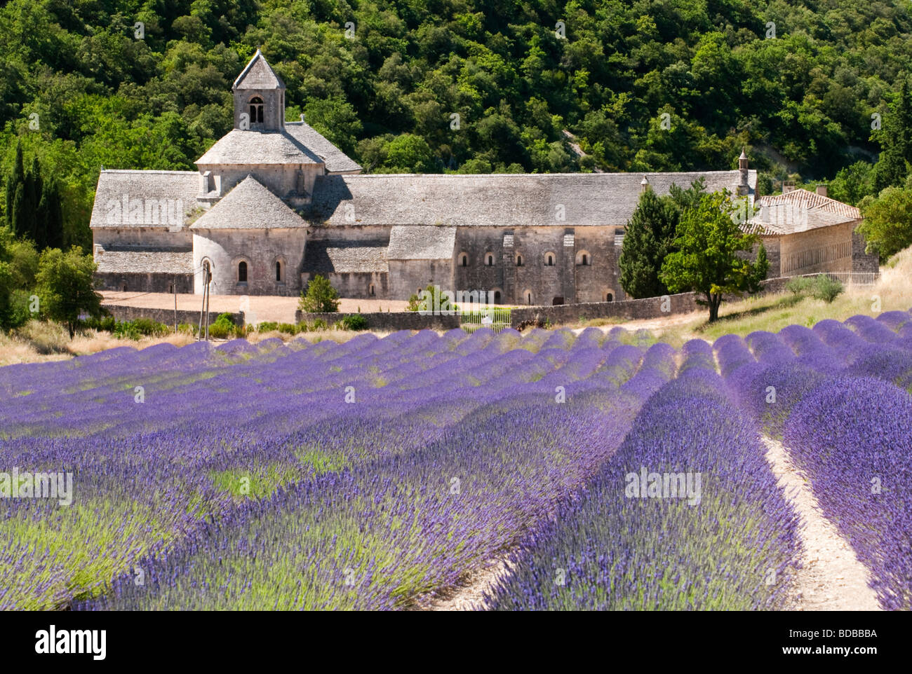Senanque abbey and a lavender field hi-res stock photography and images ...