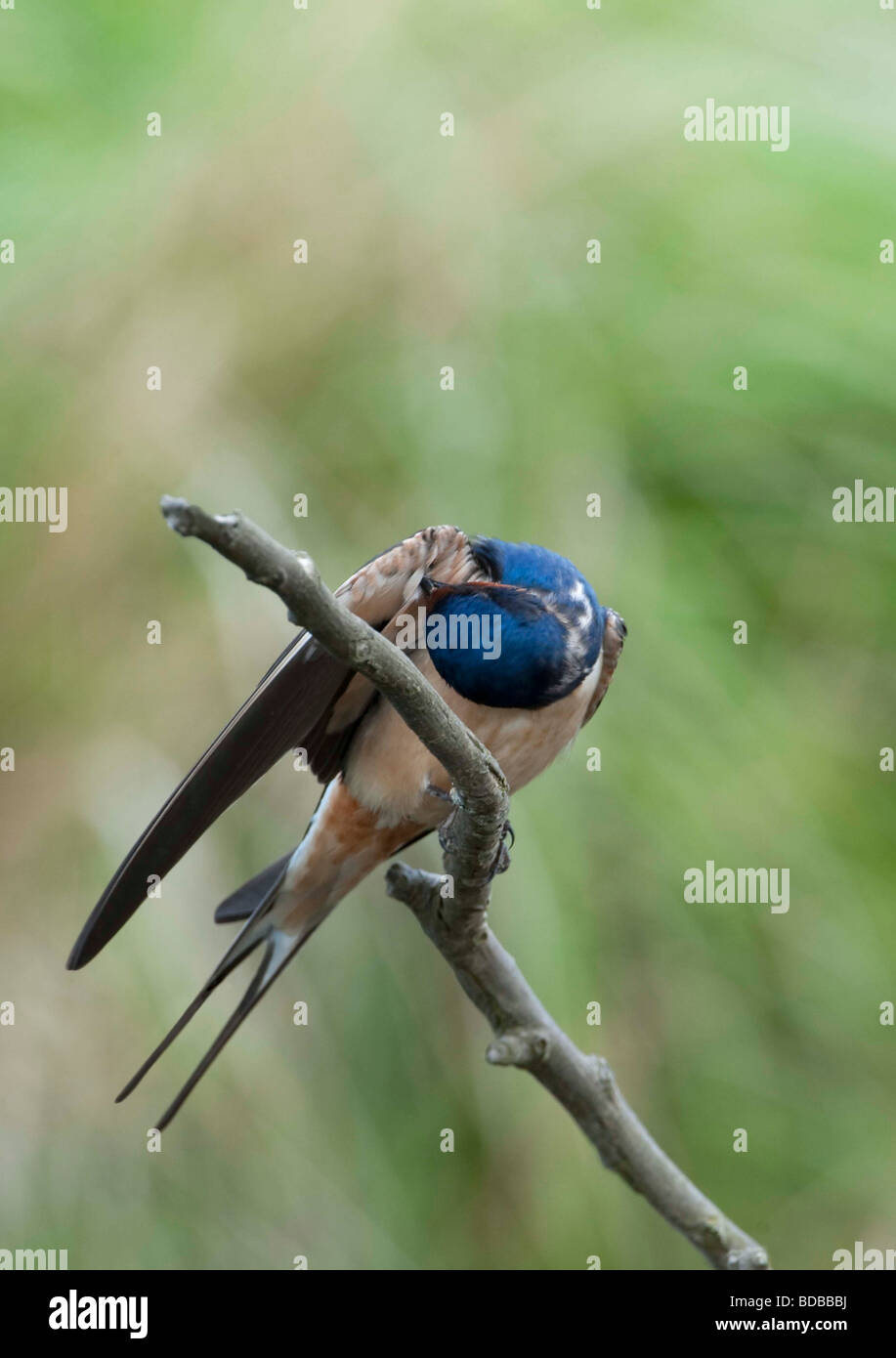 Swallow. Hirundo rustica Stock Photo - Alamy