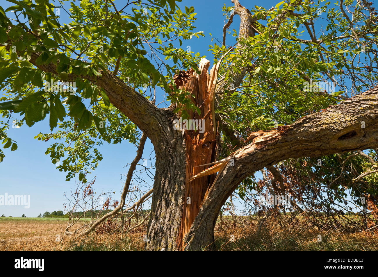 Tree storm hi-res stock photography and images - Alamy