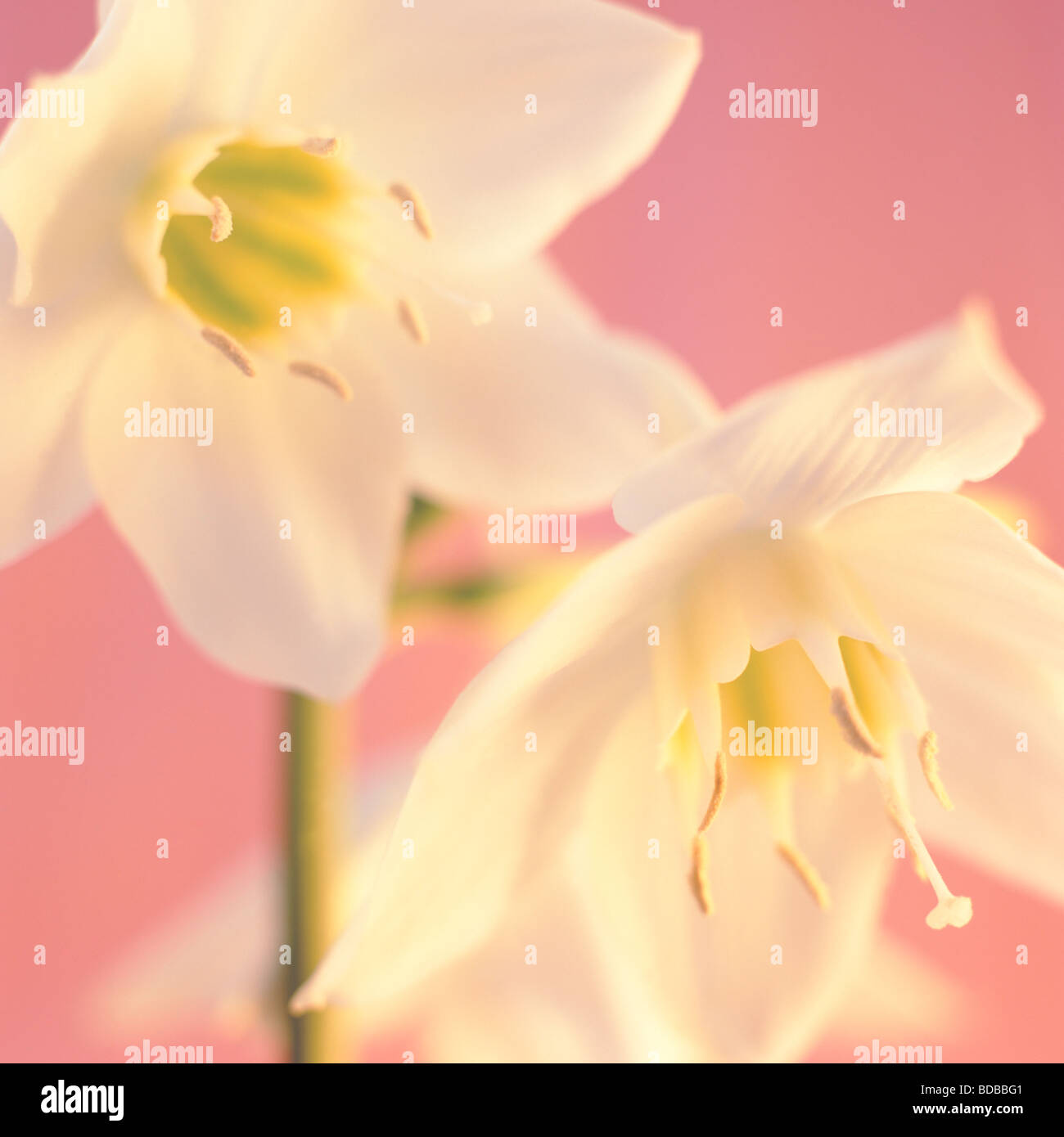 feminine romantic eucharis fine art photography Jane Ann Butler ...