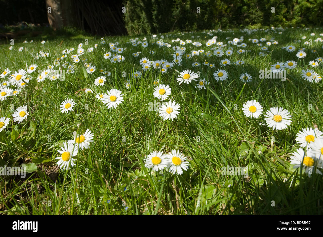 The common daisy, Bellis perennis, gardeners worst enemy Stock Photo ...