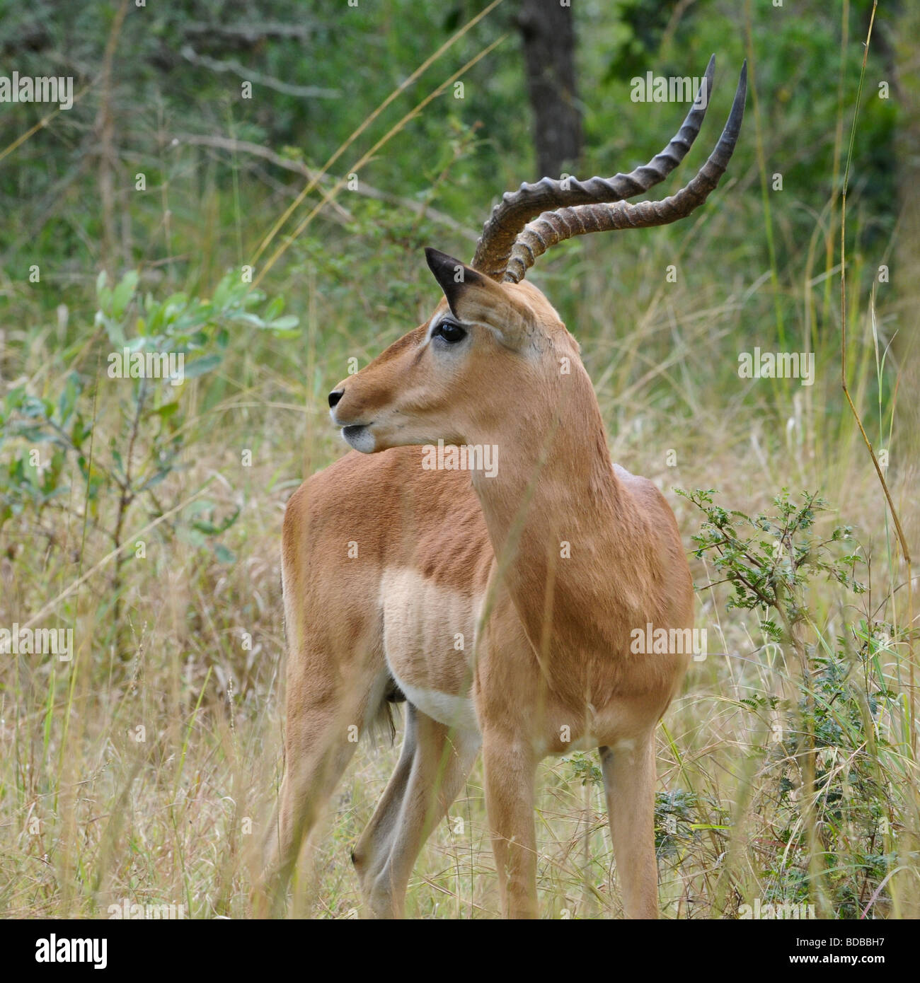 A young elegant antelope expressing his alertness to run away from any ...