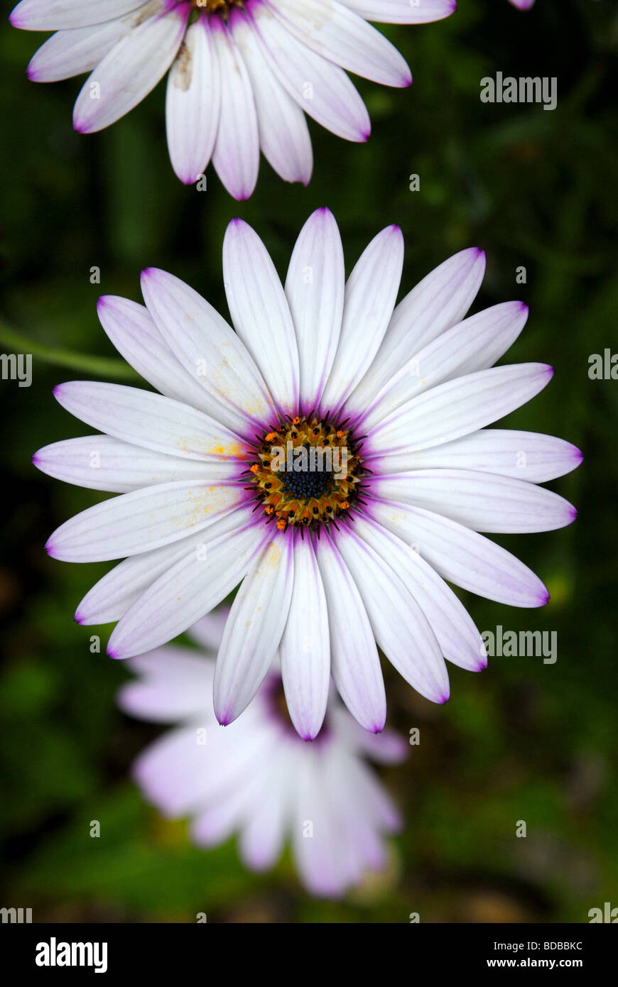 Daisy type flower of a garden Osteospermum an evergreen perennial Stock ...