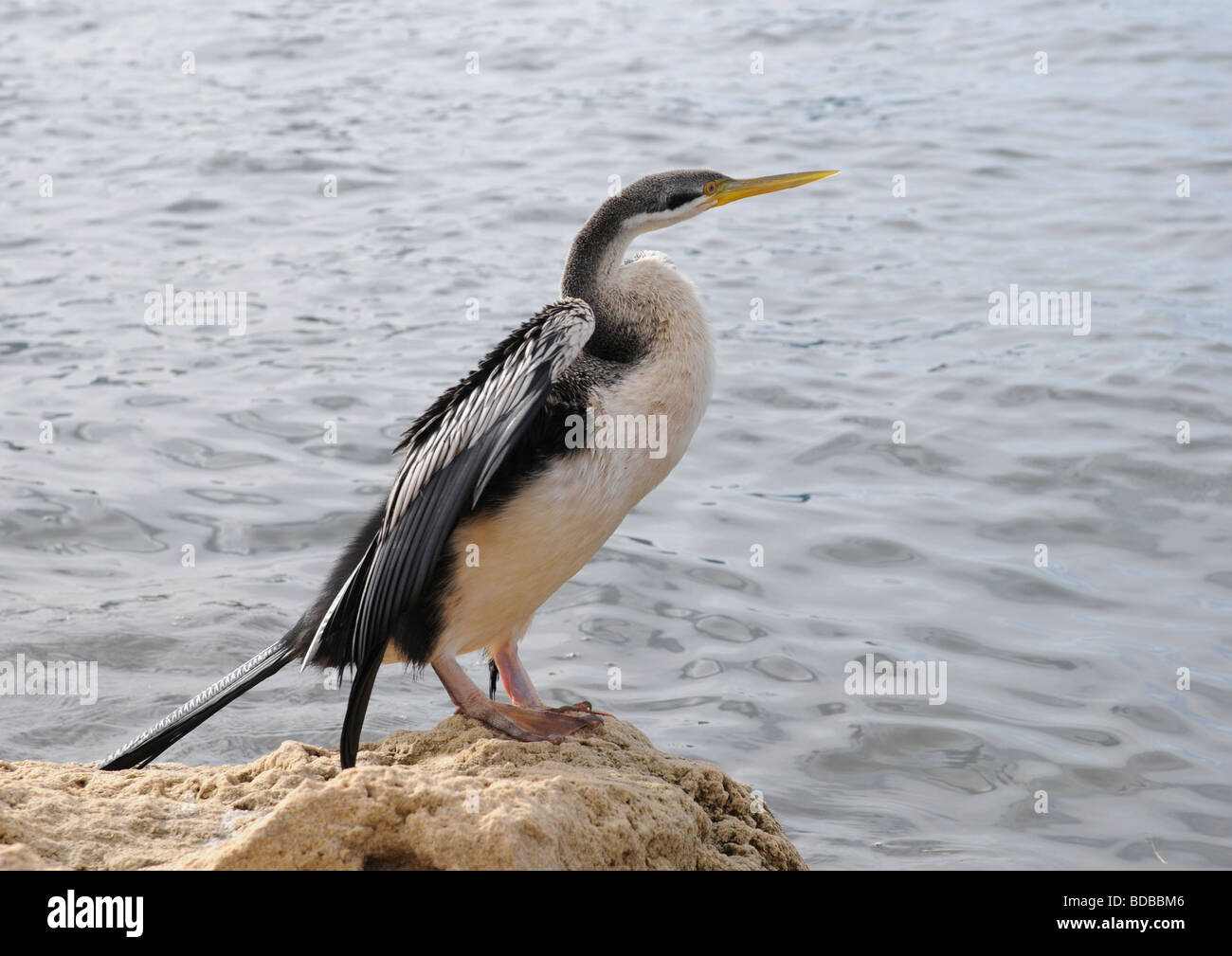 Pied comorant bird standing on a rock on foreshores of swan river ...