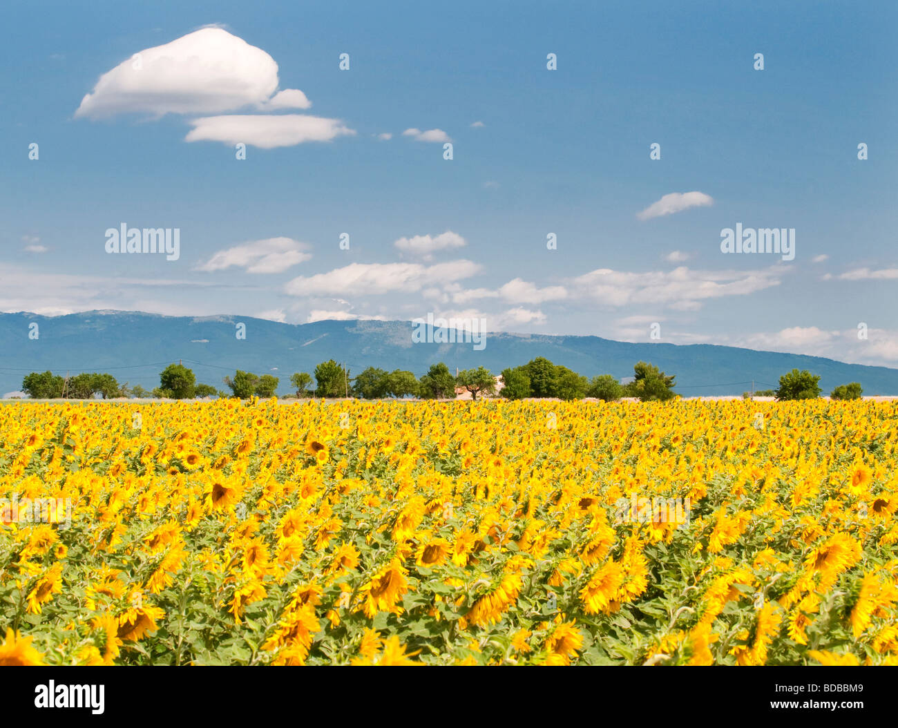 Field of sunflowers, Provence, France Stock Photo - Alamy