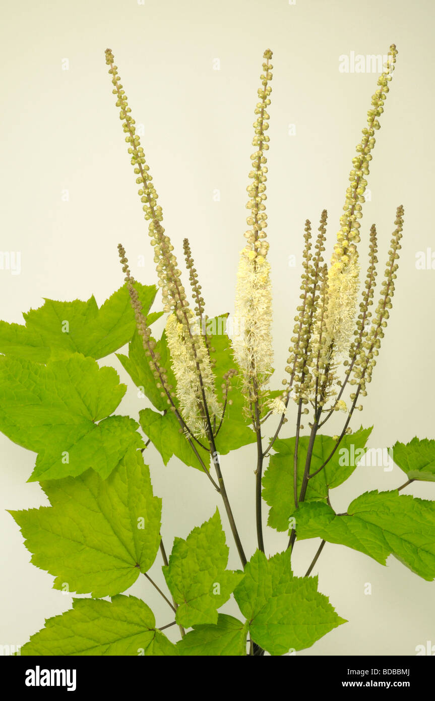 Black Cohosh, Squaw Root, Black Snakeroot (Cimifuga racemosa ...