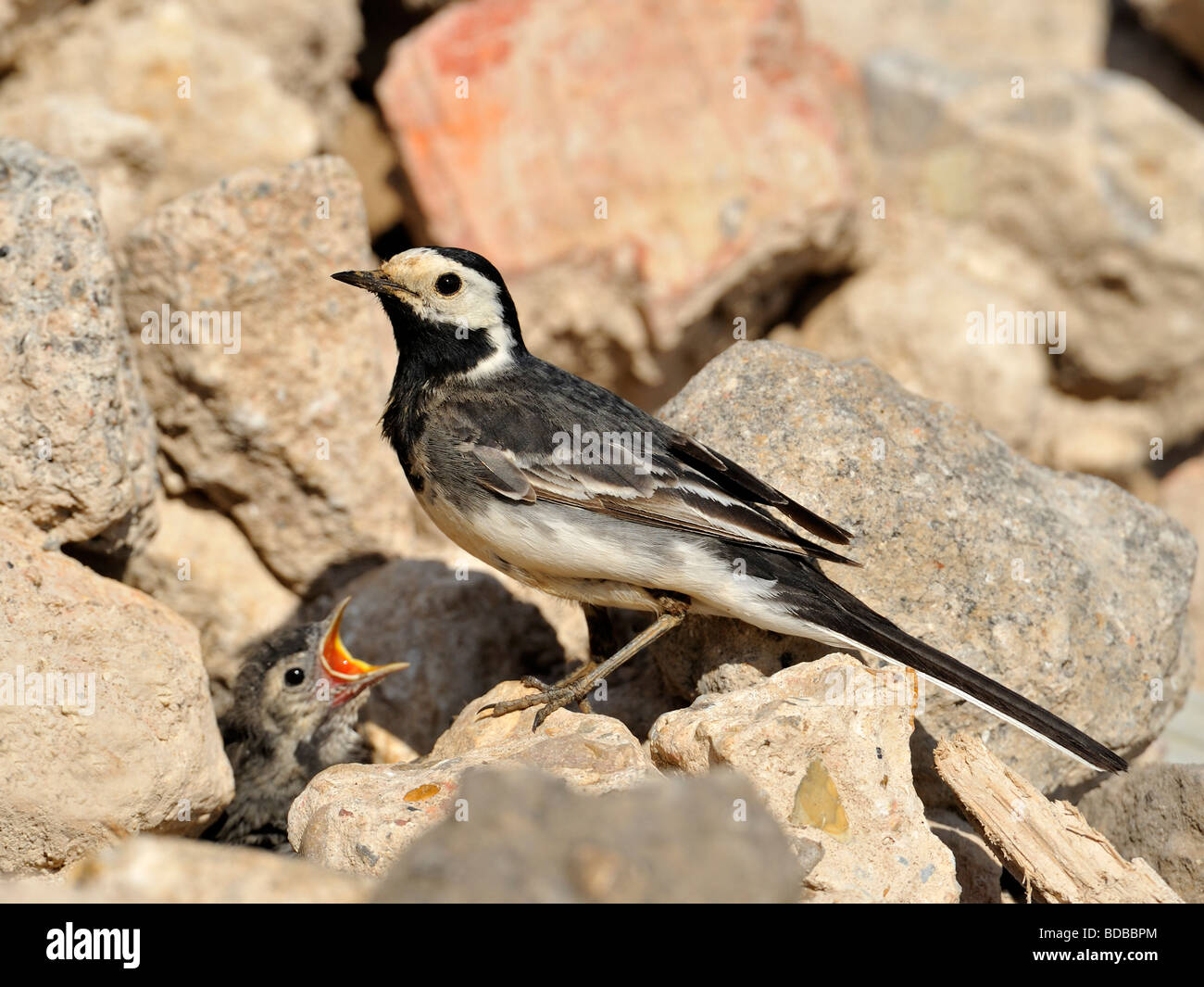 Wagtail Chicks High Resolution Stock Photography and Images - Alamy