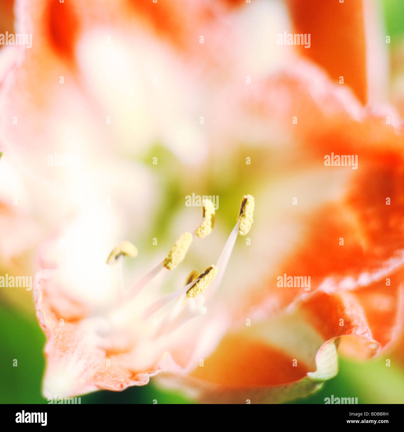 amaryllis fine art photography Jane Ann Butler Photography JABP267 ...