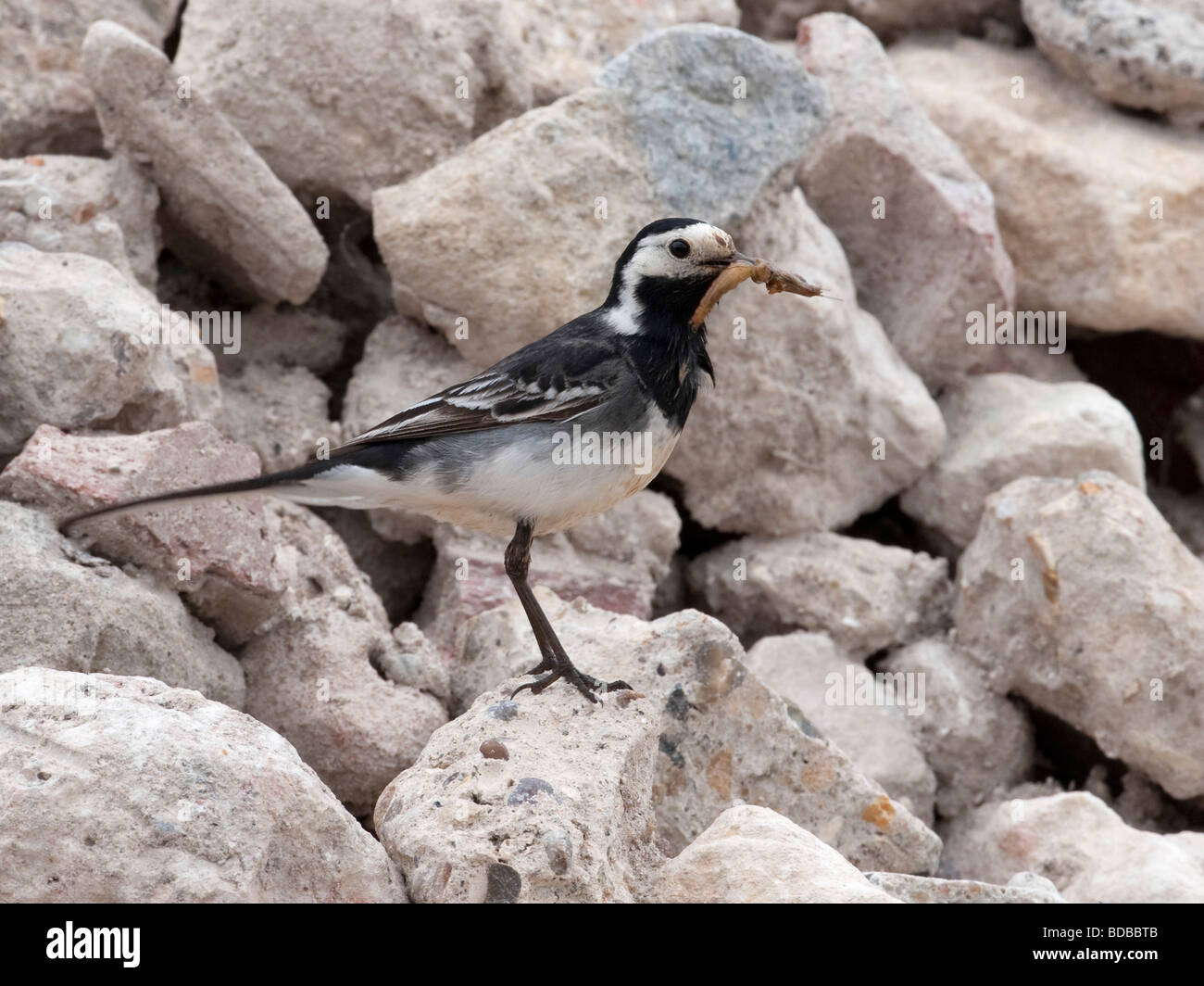 Wagtail chicks hi-res stock photography and images - Alamy