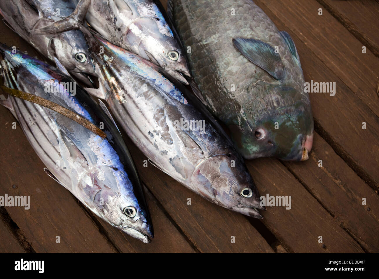 Humphead parrotfish hi-res stock photography and images - Alamy