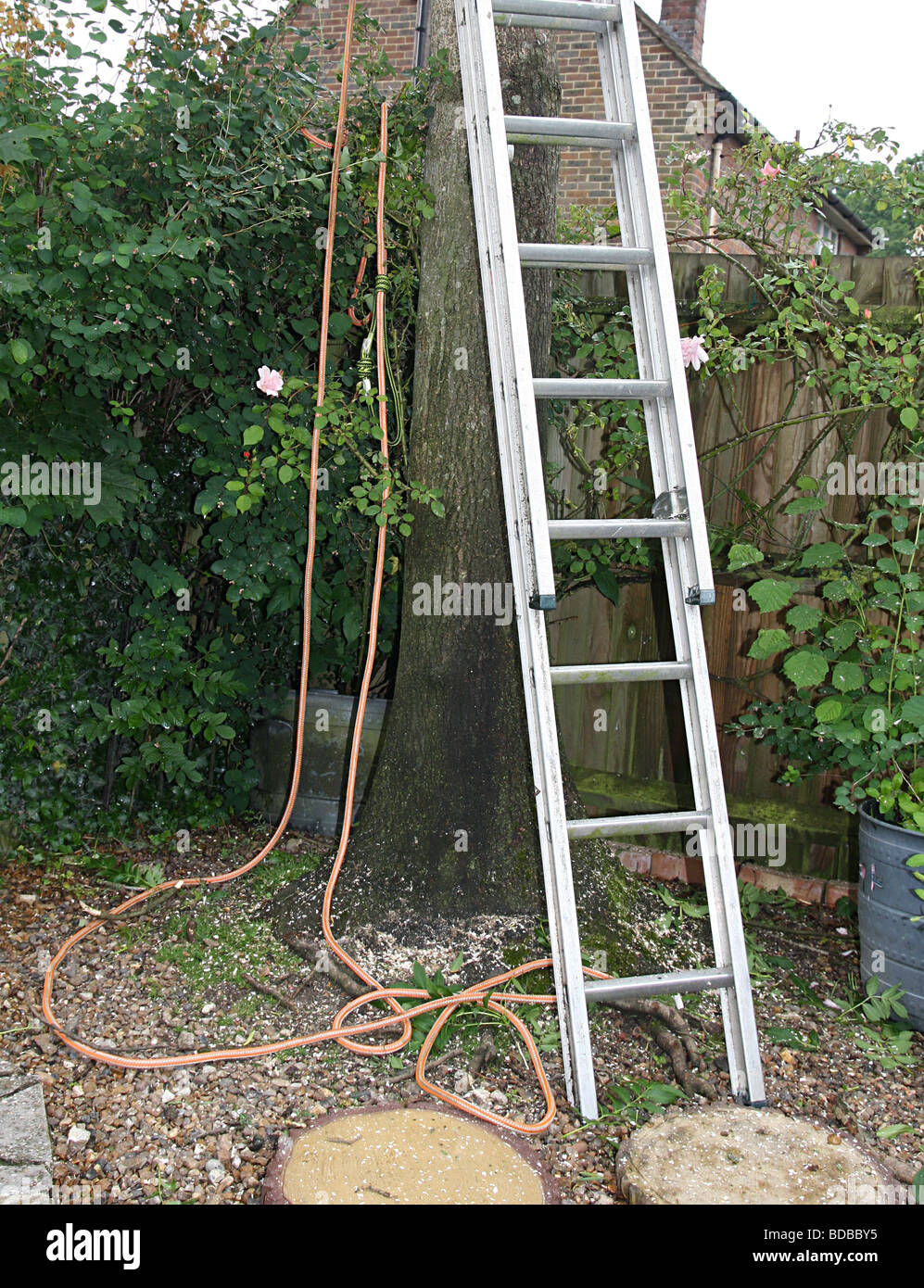 Ladder leaning against a tree with a rope Stock Photo - Alamy