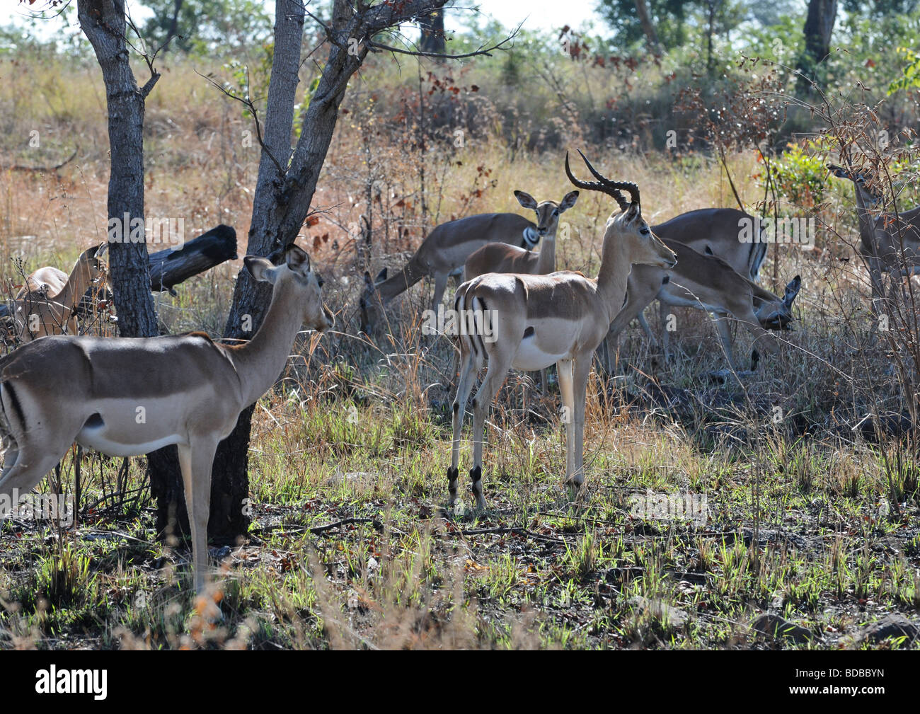 Herd of smart vigilant springbok antelopes hiding together in shadow of ...