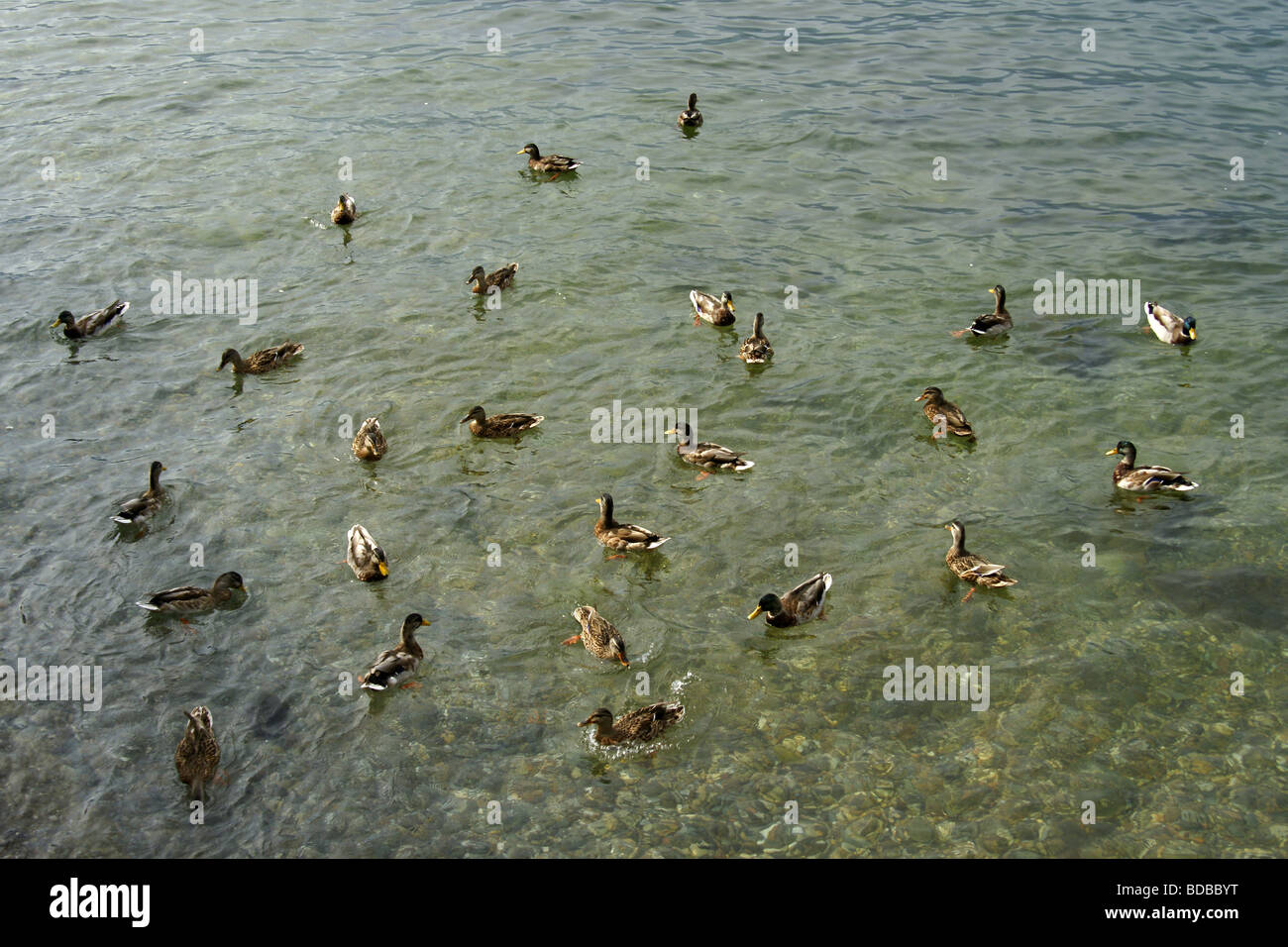 Many ducks hi-res stock photography and images - Alamy
