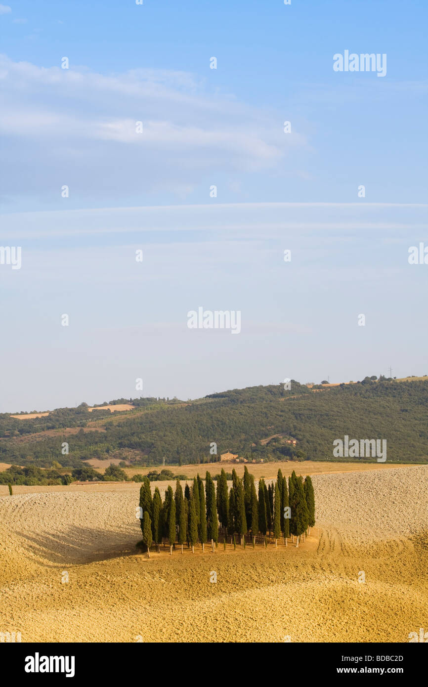 Serene view of Val d'Orcia, featuring a distinctive line of cypress ...
