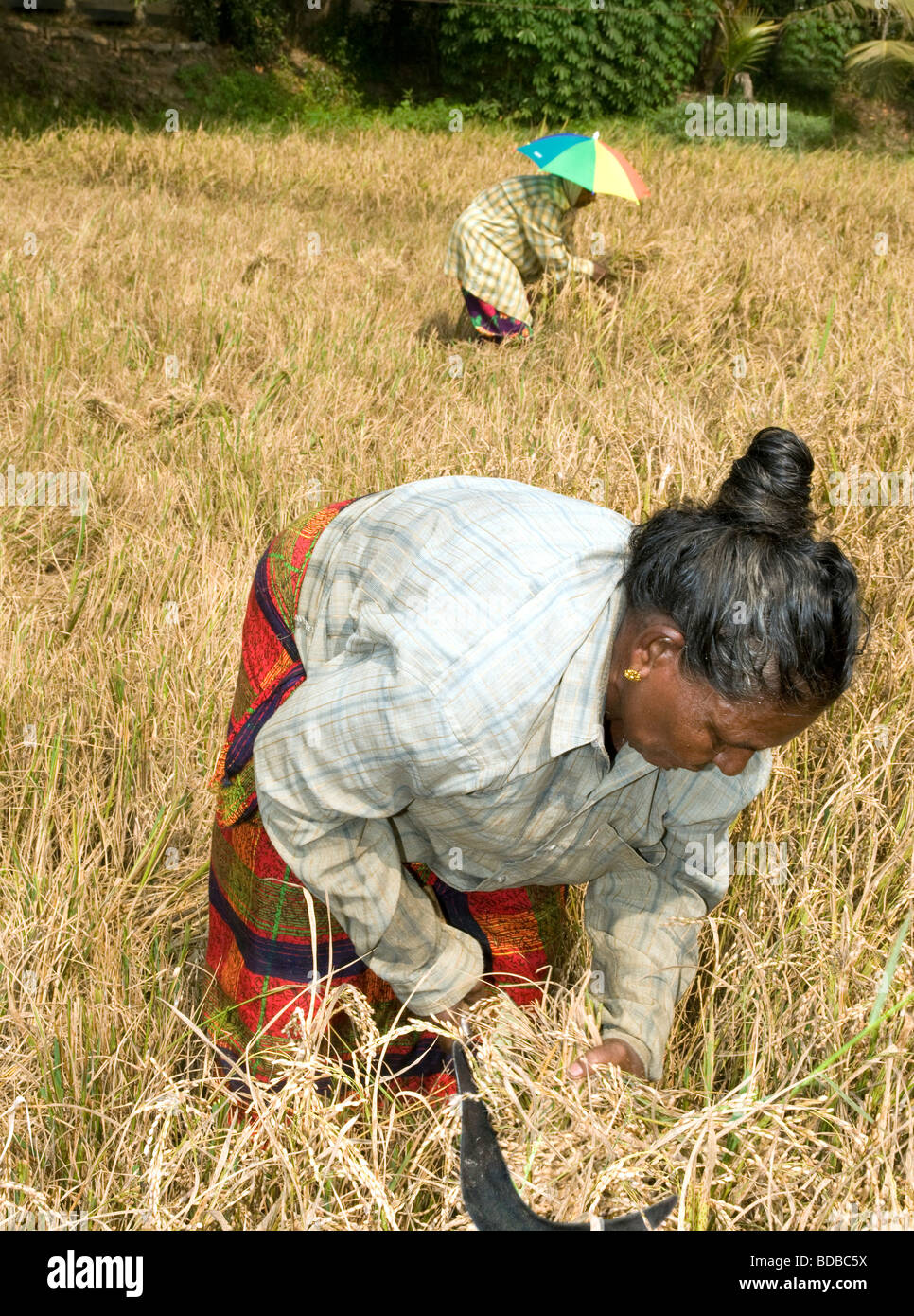 Paddy field of kerala hi-res stock photography and images - Alamy