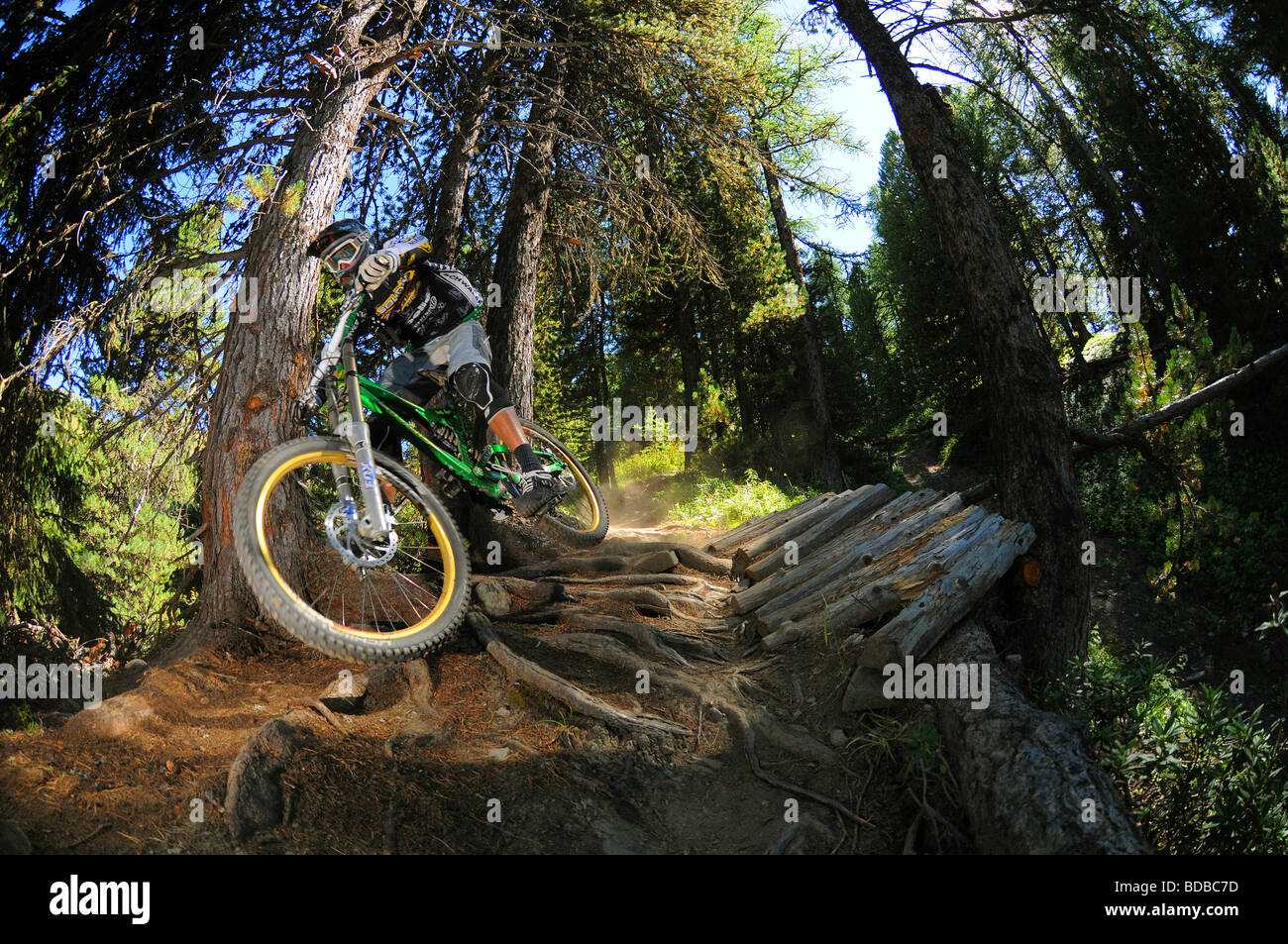 A mountain biker jumps over roots on a downhill trail through trees in ...