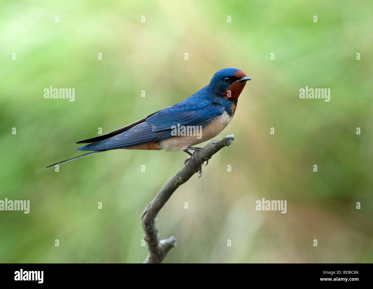 Swallow. Hirundo rustica Stock Photo - Alamy