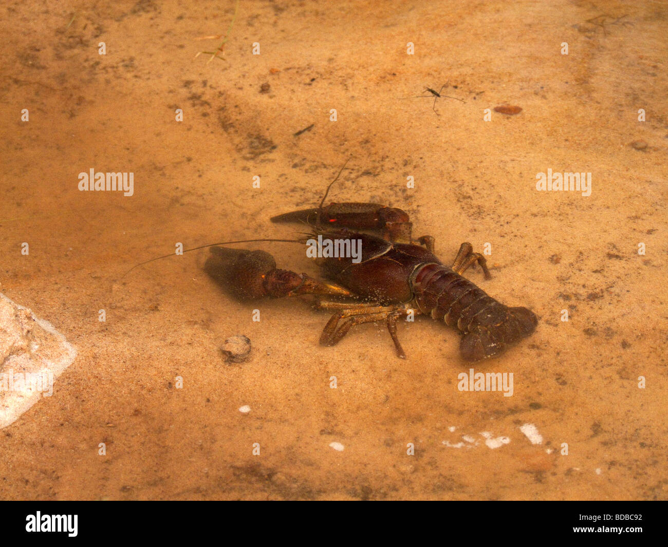 Crayfish hi-res stock photography and images - Alamy