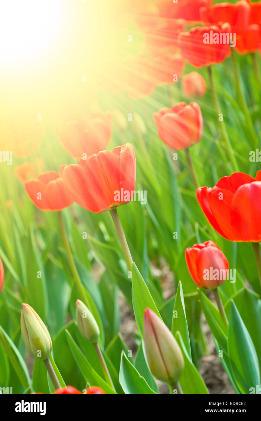 Many tulips in the garden Stock Photo - Alamy