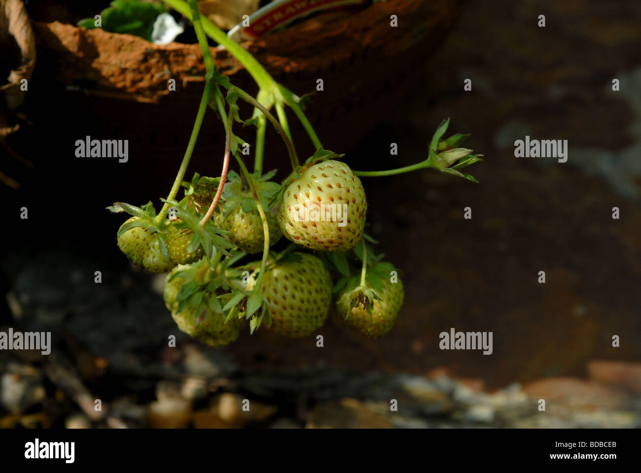 Green unripe strawberry fruits Stock Photo - Alamy