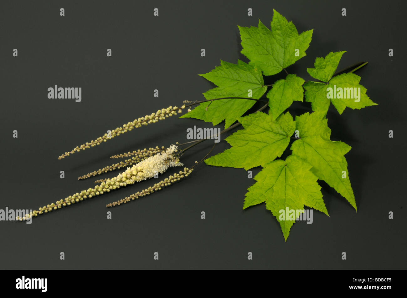 Black Cohosh, Squaw Root, Black Snakeroot (Cimifuga racemosa ...