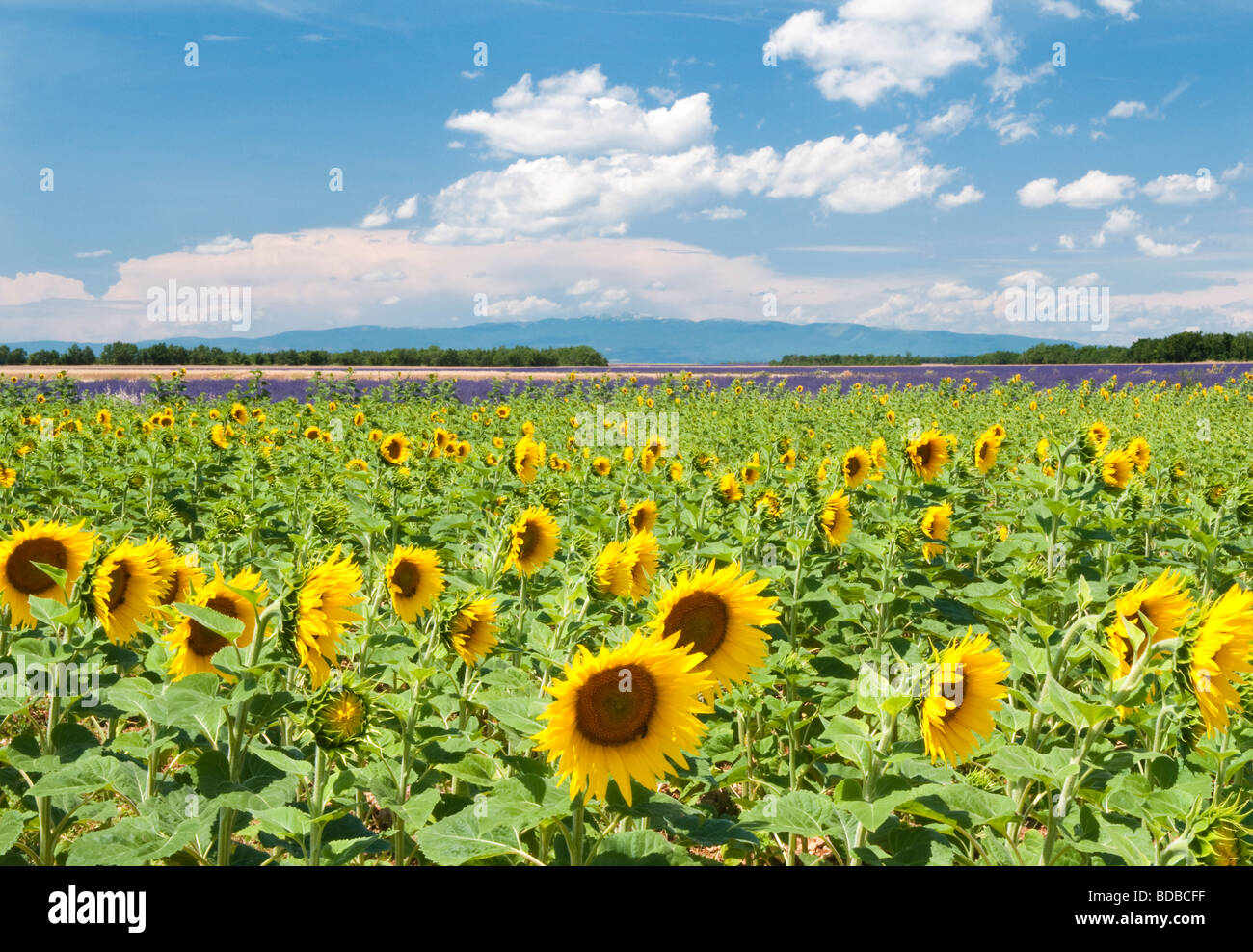 Field of sunflowers, Provence, France Stock Photo - Alamy