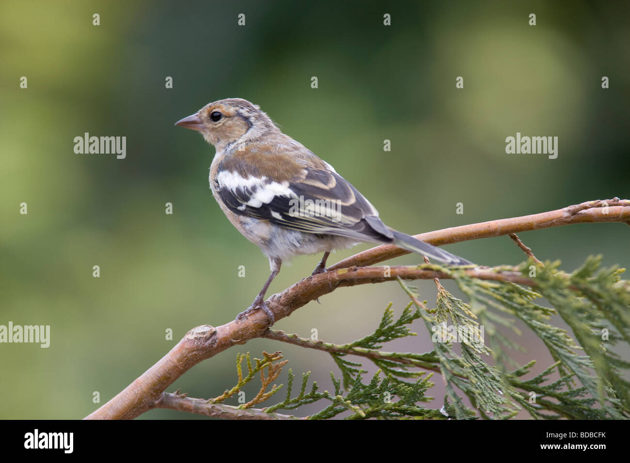Juvenile chaffinch hi-res stock photography and images - Alamy