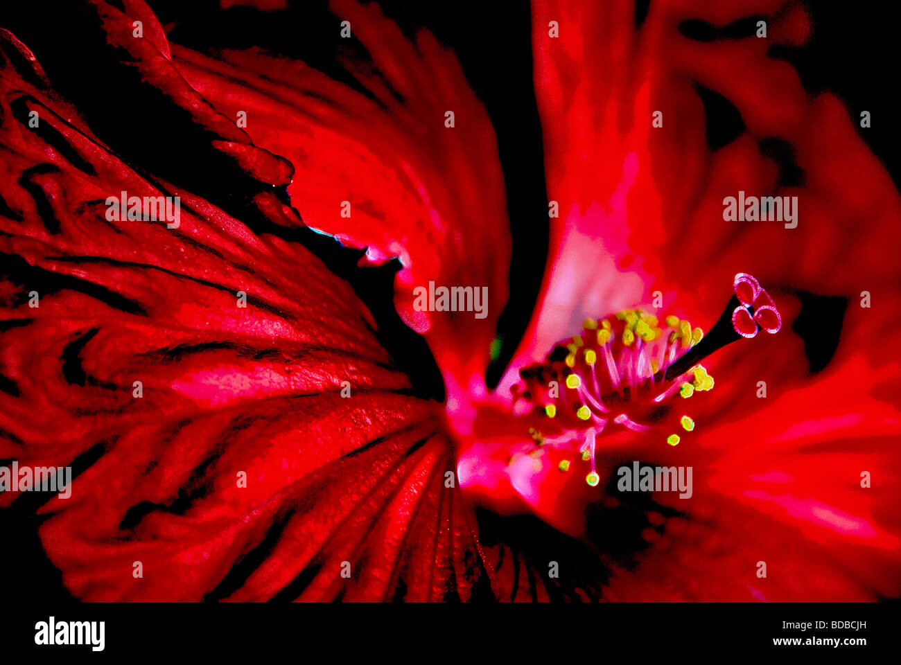 Red hibiscus macro hi-res stock photography and images - Alamy