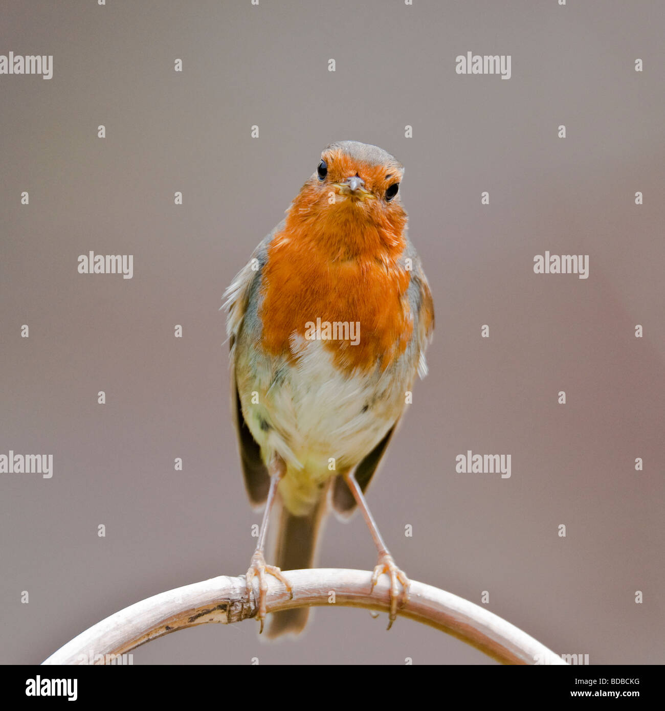 Perch perching hi-res stock photography and images - Alamy