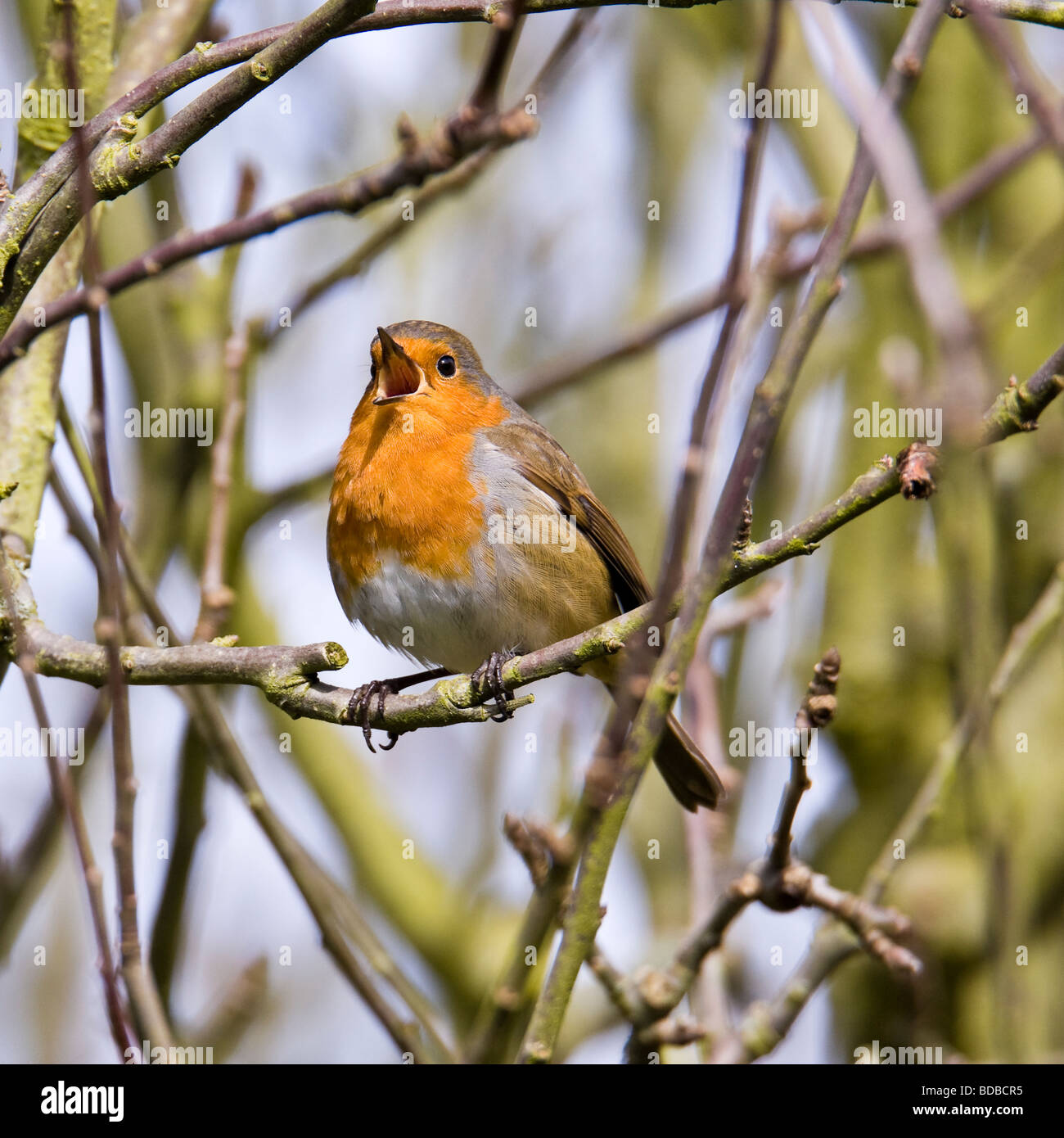 Singing Robin (Erithacus Rubecula) on an apple tree in Spring, England ...