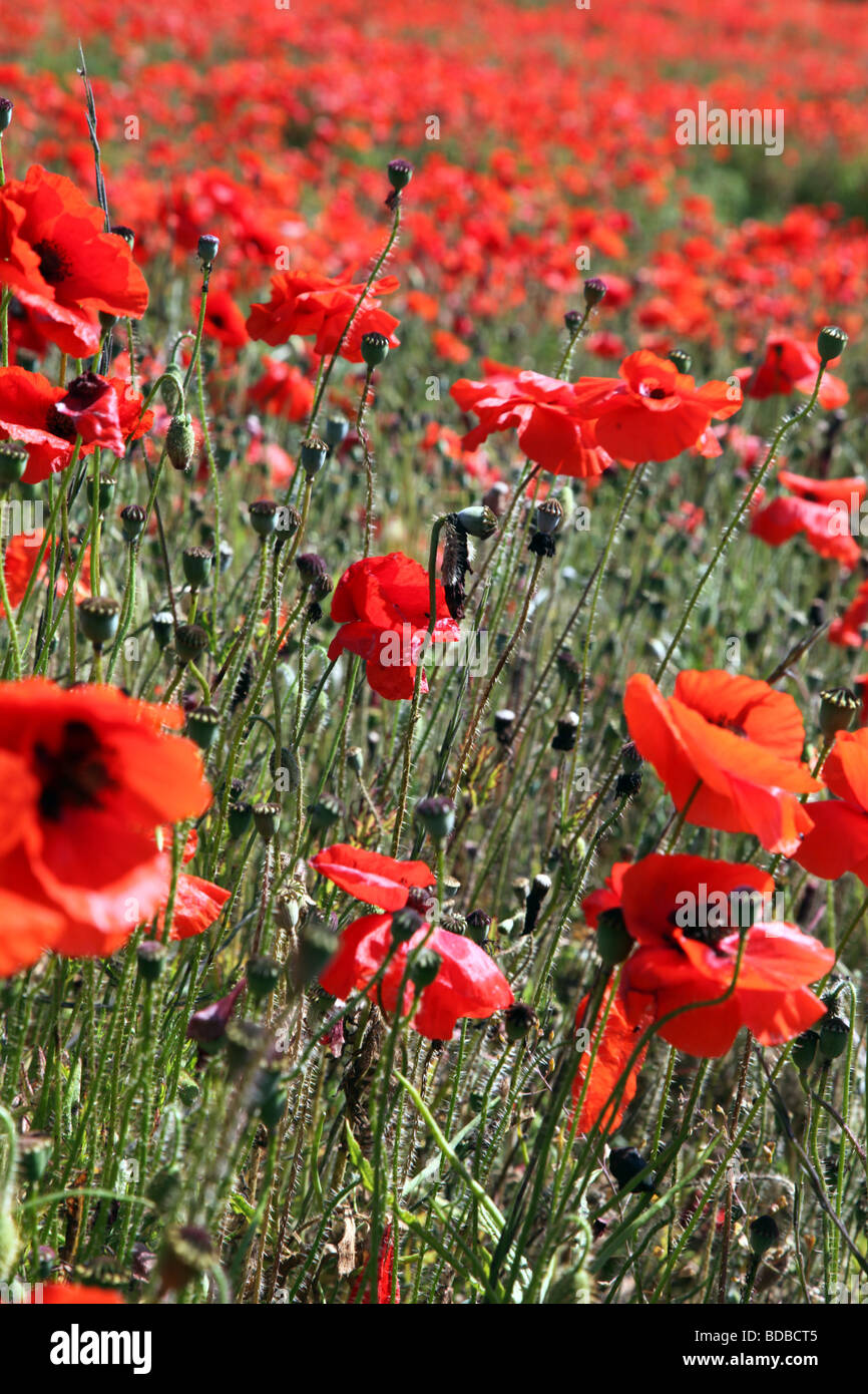 Poppy in a field Stock Photo - Alamy