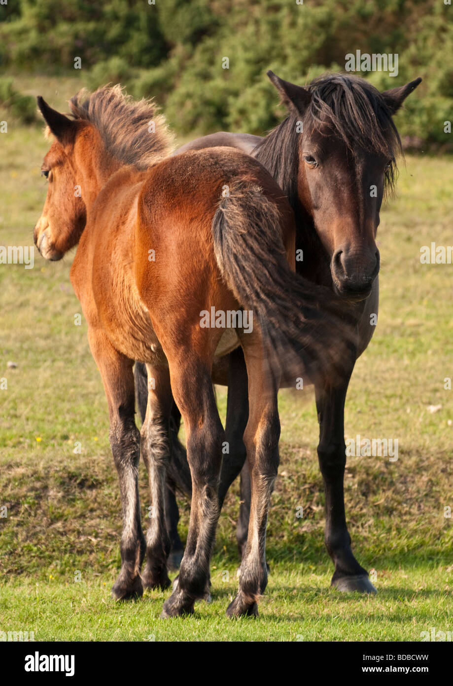 New Forest ponies Stock Photo - Alamy