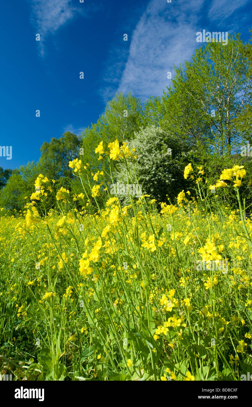 A golden field of Oilseed rape crop (Brassica napus Stock Photo - Alamy