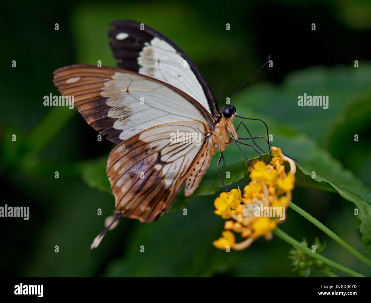 African swallowtail hi-res stock photography and images - Alamy
