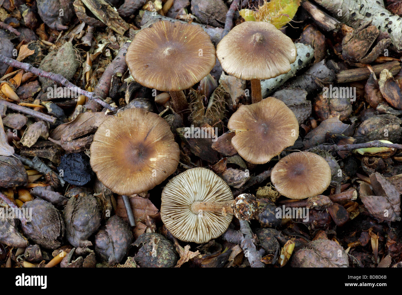 Bulbous Fibrecap - Inocybe napipes Stock Photo - Alamy